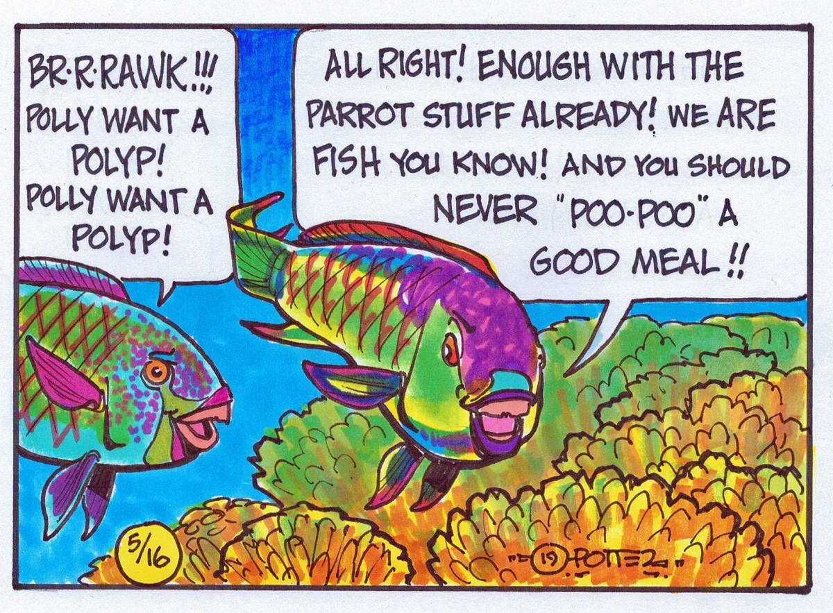 Parrotfish poo makes beautiful white sand beaches