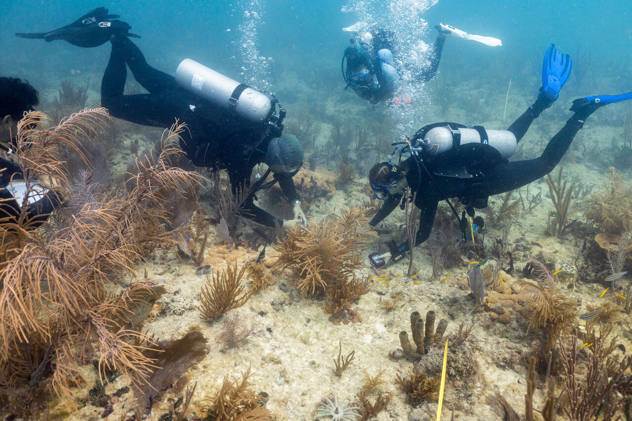 Scientists crossbreed corals to save Miami's reefs