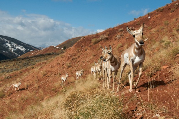 Conservationists working to protect ancient antelope migration route