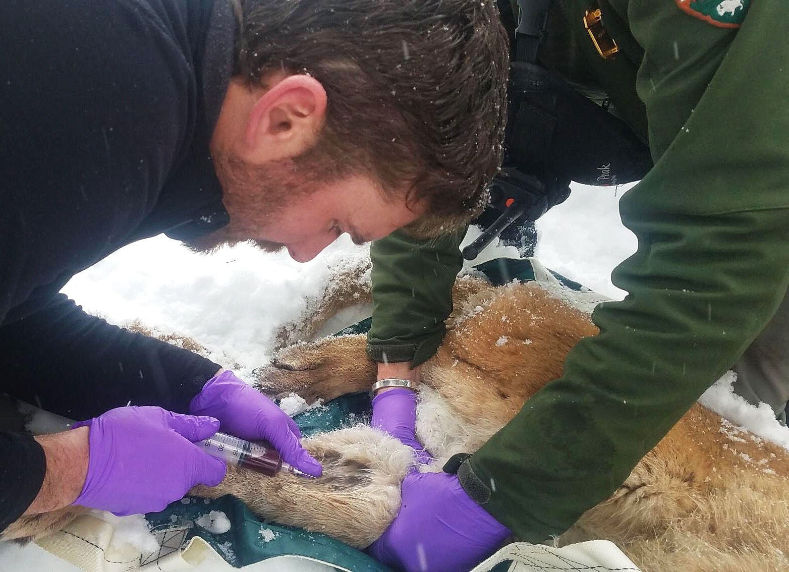 Yellowstone cougar scientist expands on Oregon State study