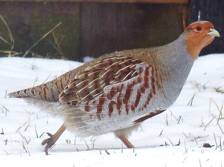 Birds bring first signs of spring