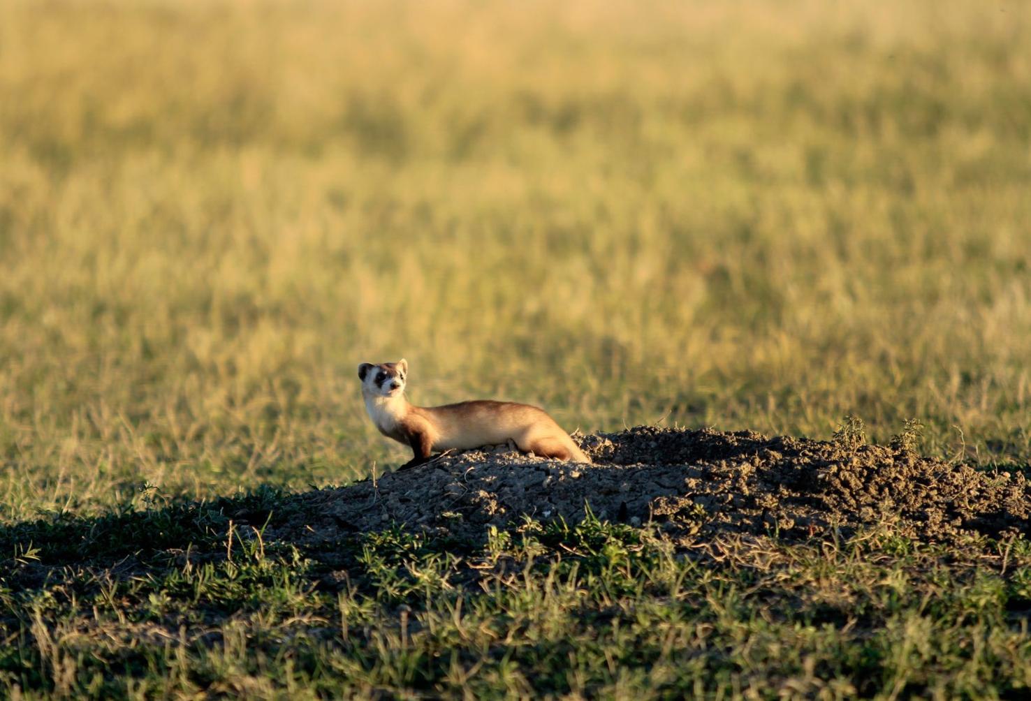 Endangered black-footed ferrets released on Crow Reservation