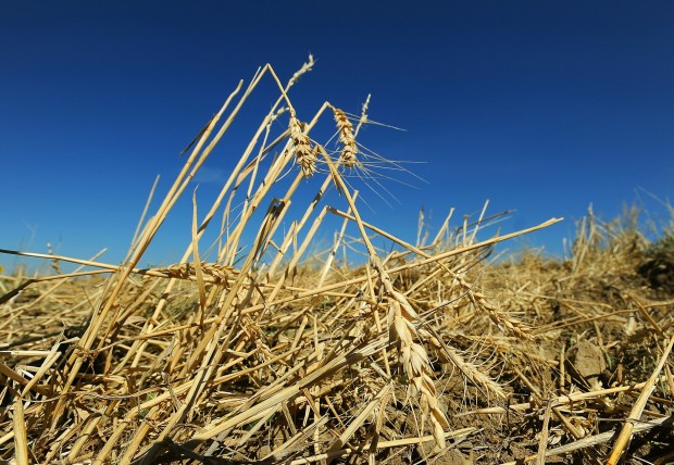 Hail damage third worst in 50 years