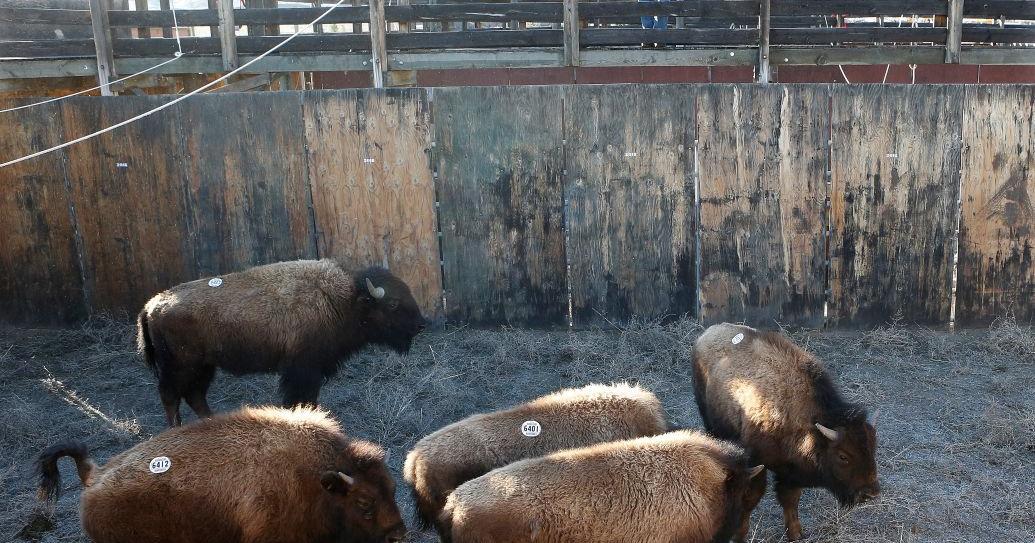 Yellowstone park looks at large bison cull to trim herds