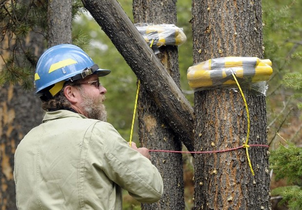 Forest Service workers fell trees with explosives