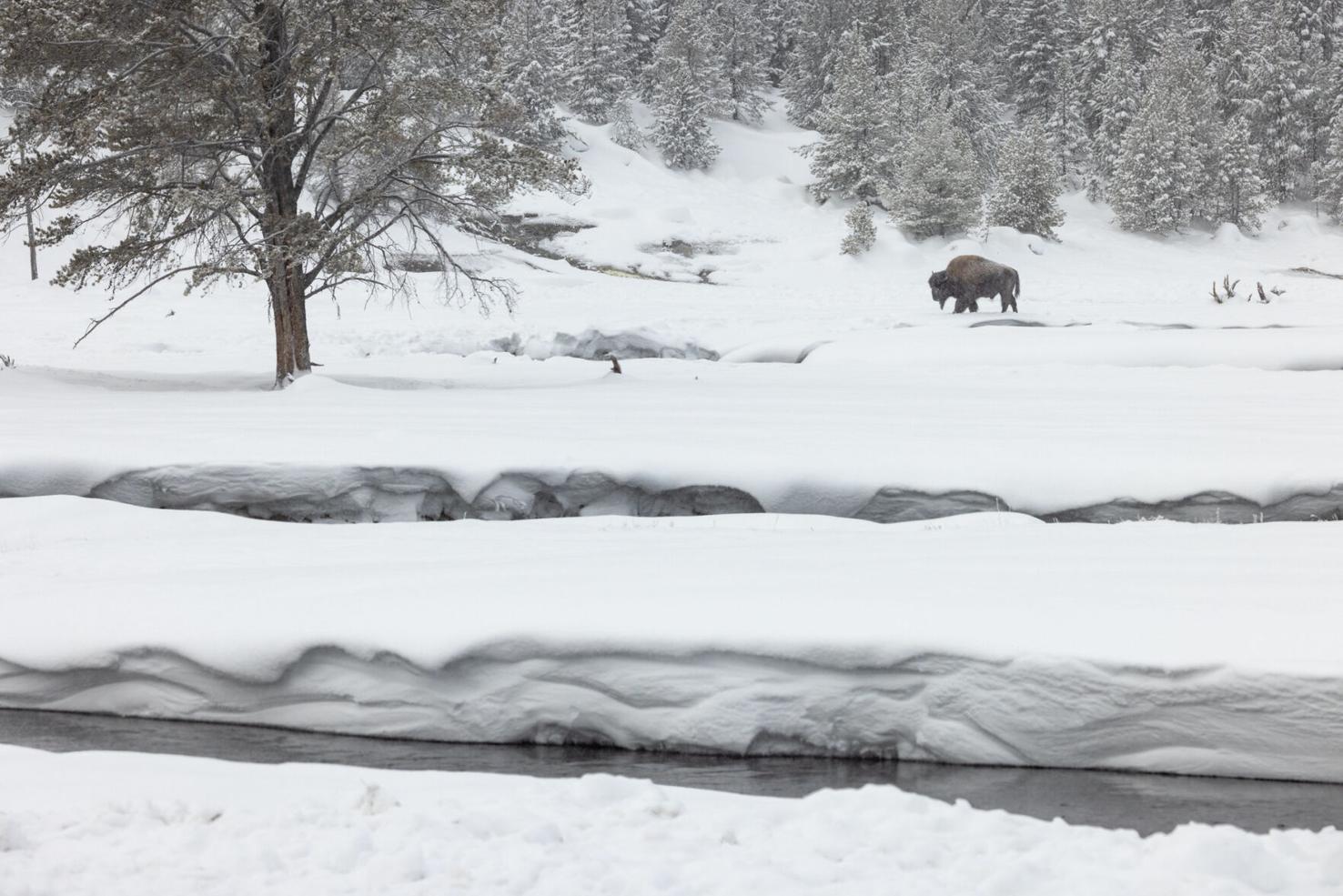 Forest Service fights review of Yellowstone bison hunts