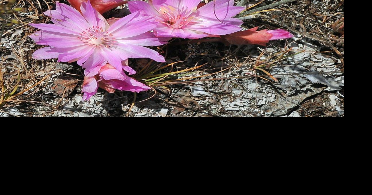 Bitterroot Flower Images | Best Flower Site