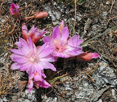 Bitterroot flower is too pretty to eat