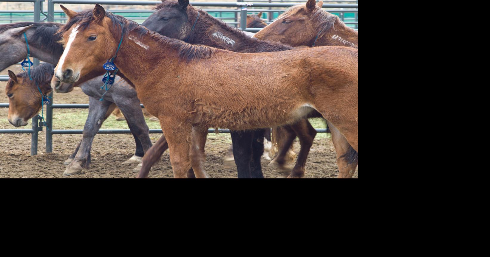 Wild horse roundups cost a lot, some blame the BLM
