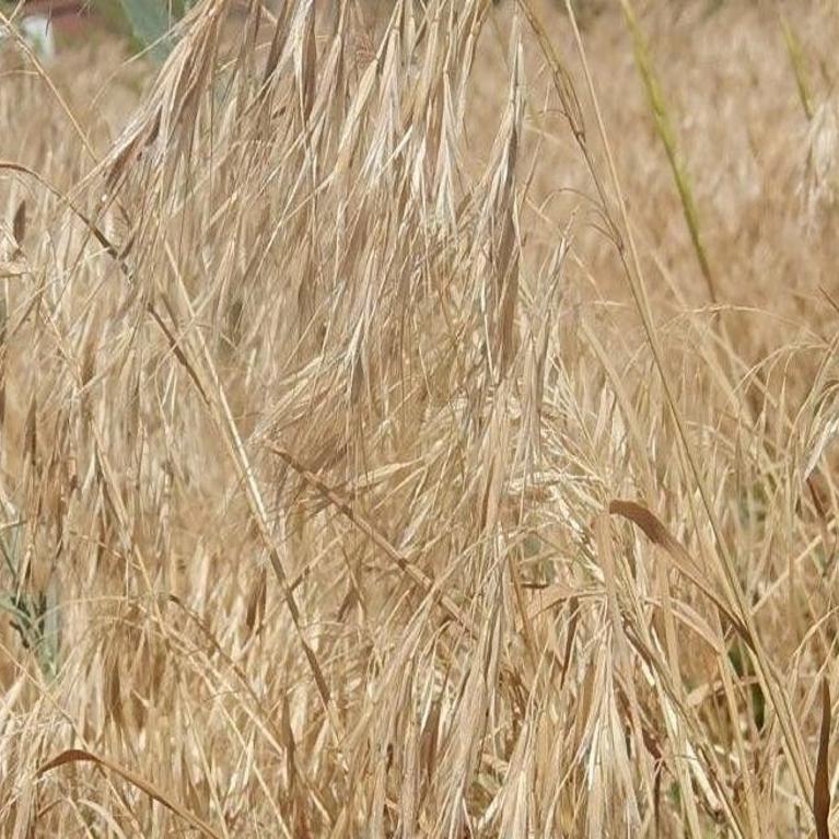 Cheatgrass - Cheat Dumper