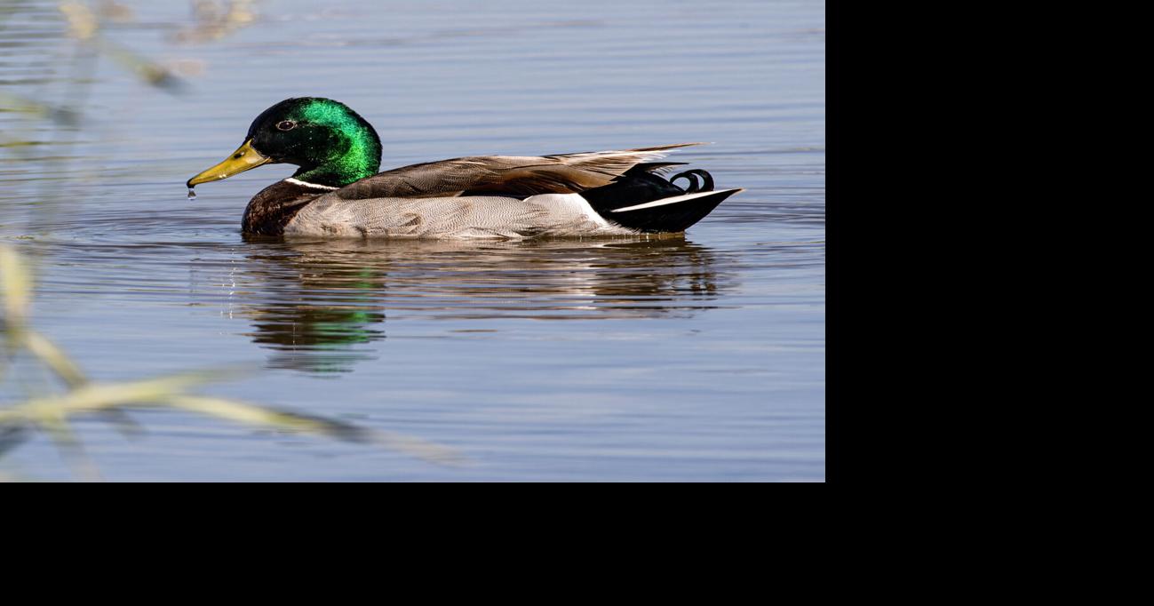 USFWS waterfowl population estimates show increase