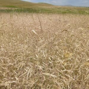 MSU graduate student works to understand, control invasive grass on ...