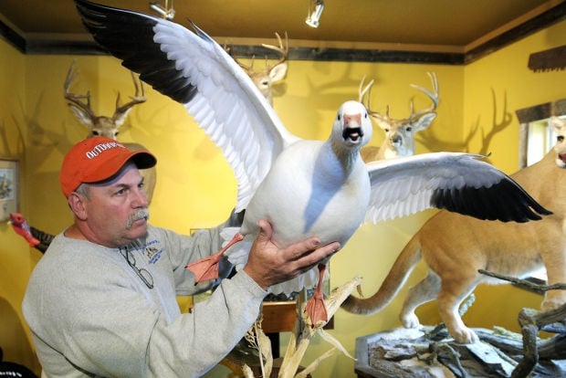 Missoula taxidermist's snow goose wins Best in World