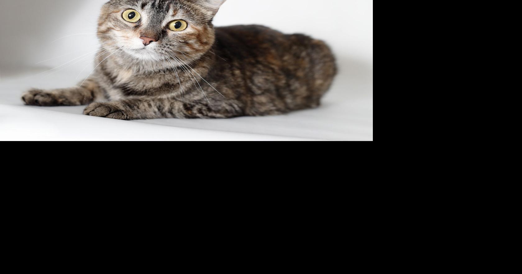 Pet of the week: Mojave