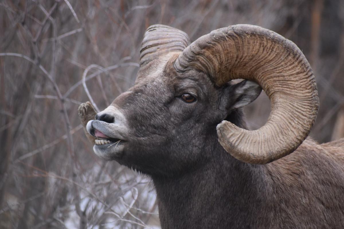 Bighorn sheep pose on wintering grounds near Stillwater Mine