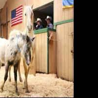 1st day of Leachman horse sale goes smoothly