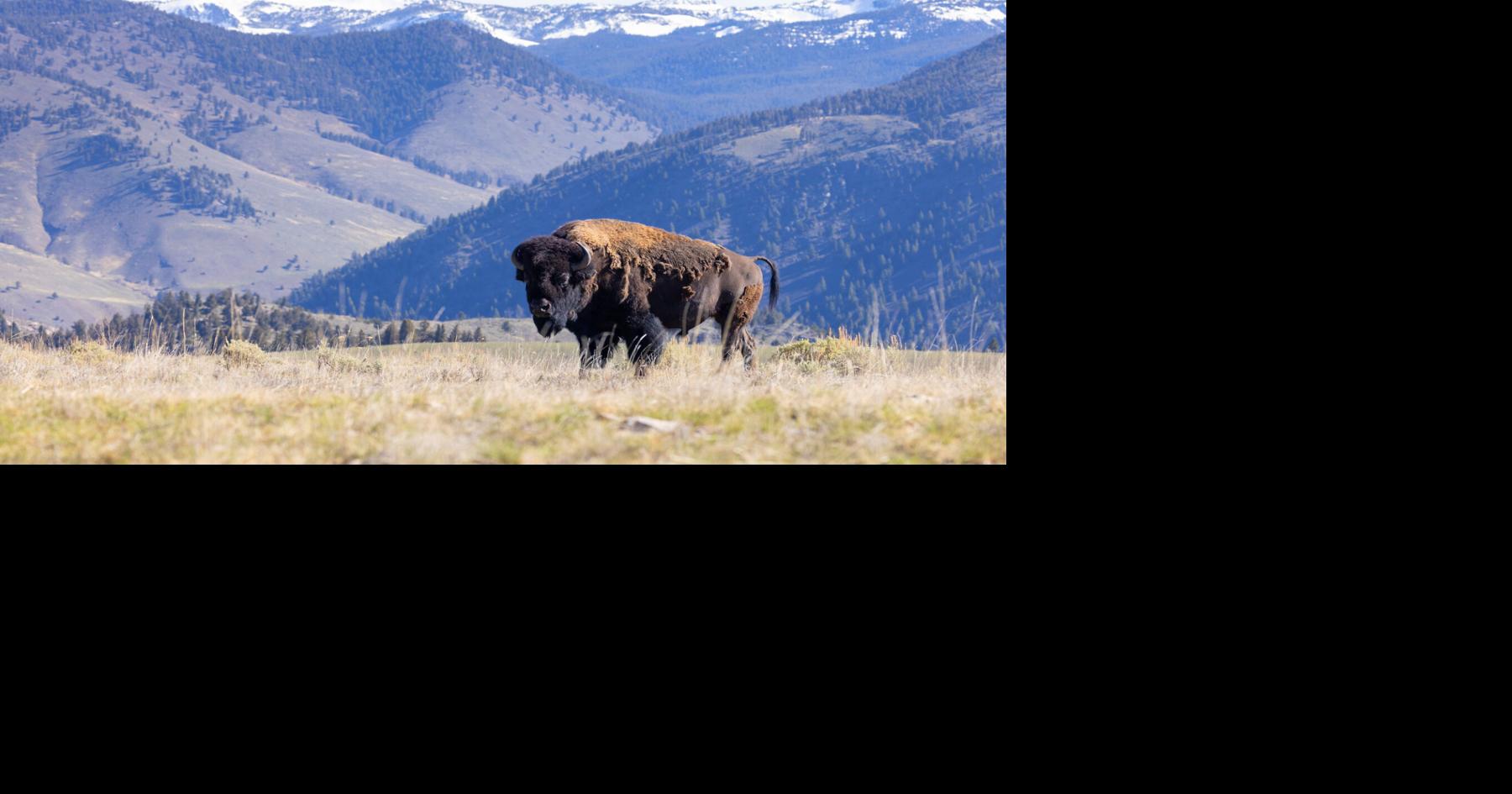 Yellowstone bison EIS offers insights to complex management