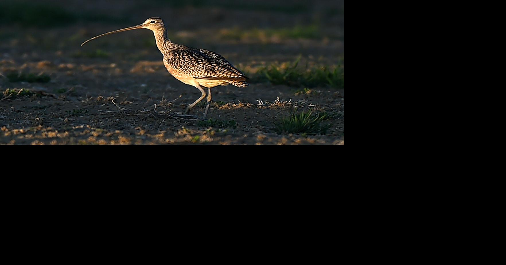 Photo: Long billed curlews arrive on the prairie