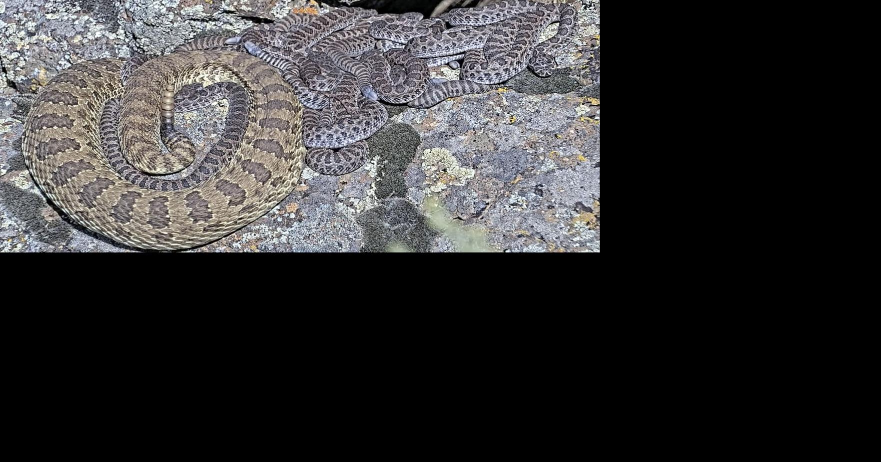 Rattlesnake babies at Colorado 'mega den' make live debut