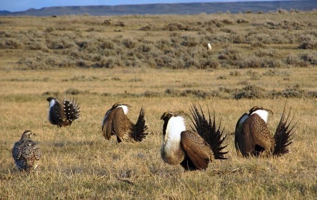 Wyoming still planning on sage grouse hunting this fall | Wyoming News ...