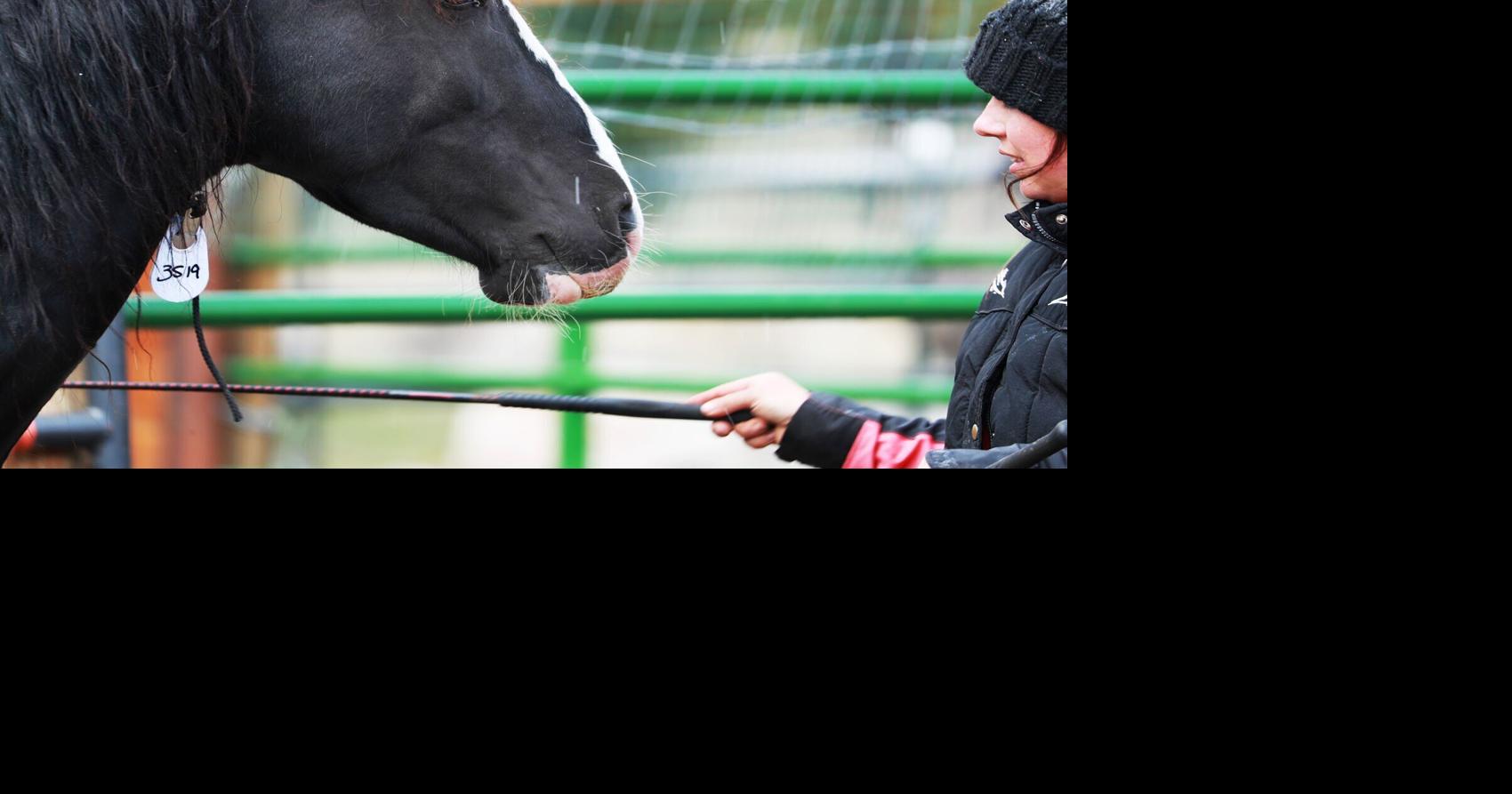 BLM hosts wild horse, burro adoption event at MetraPark