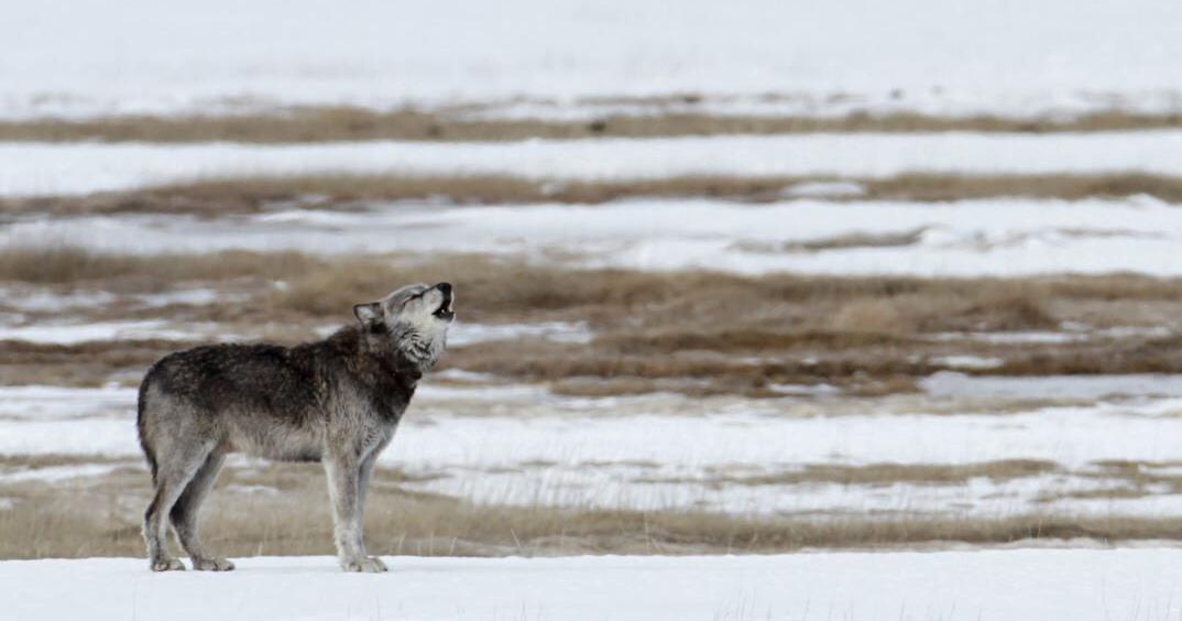 Wolf's torture in Wyoming draws $250 fine, not charges