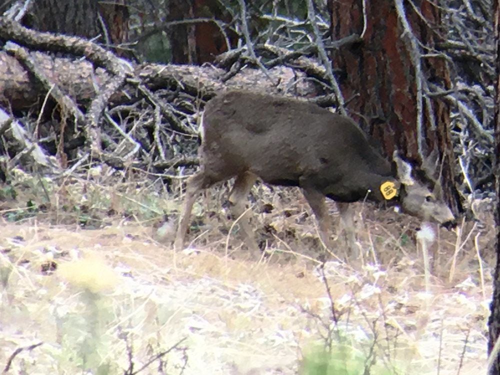 GPS collars tracking northern Bighorn Mountain mule deer does