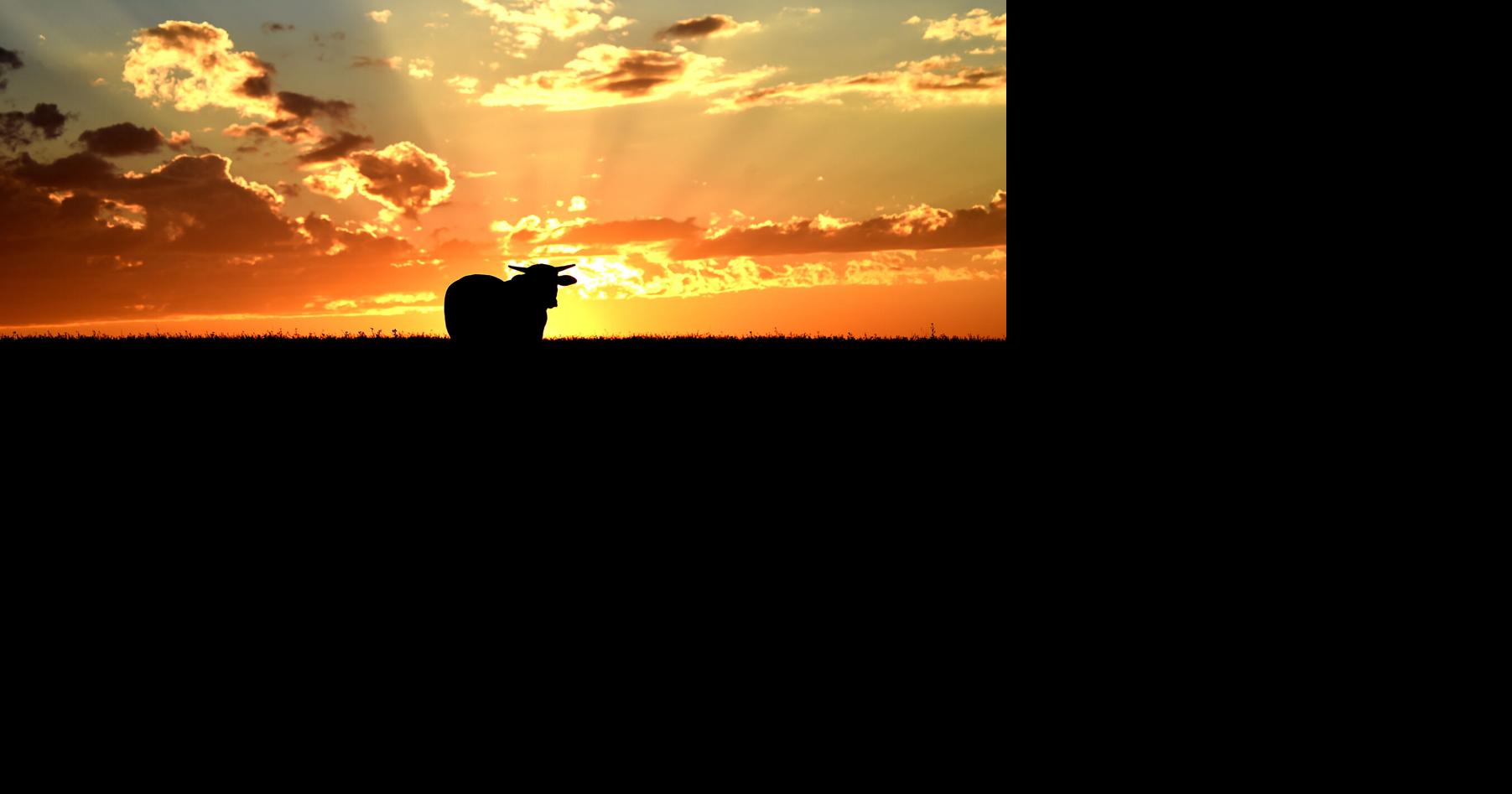 Bull at sunset