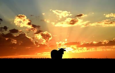 Bull at sunset