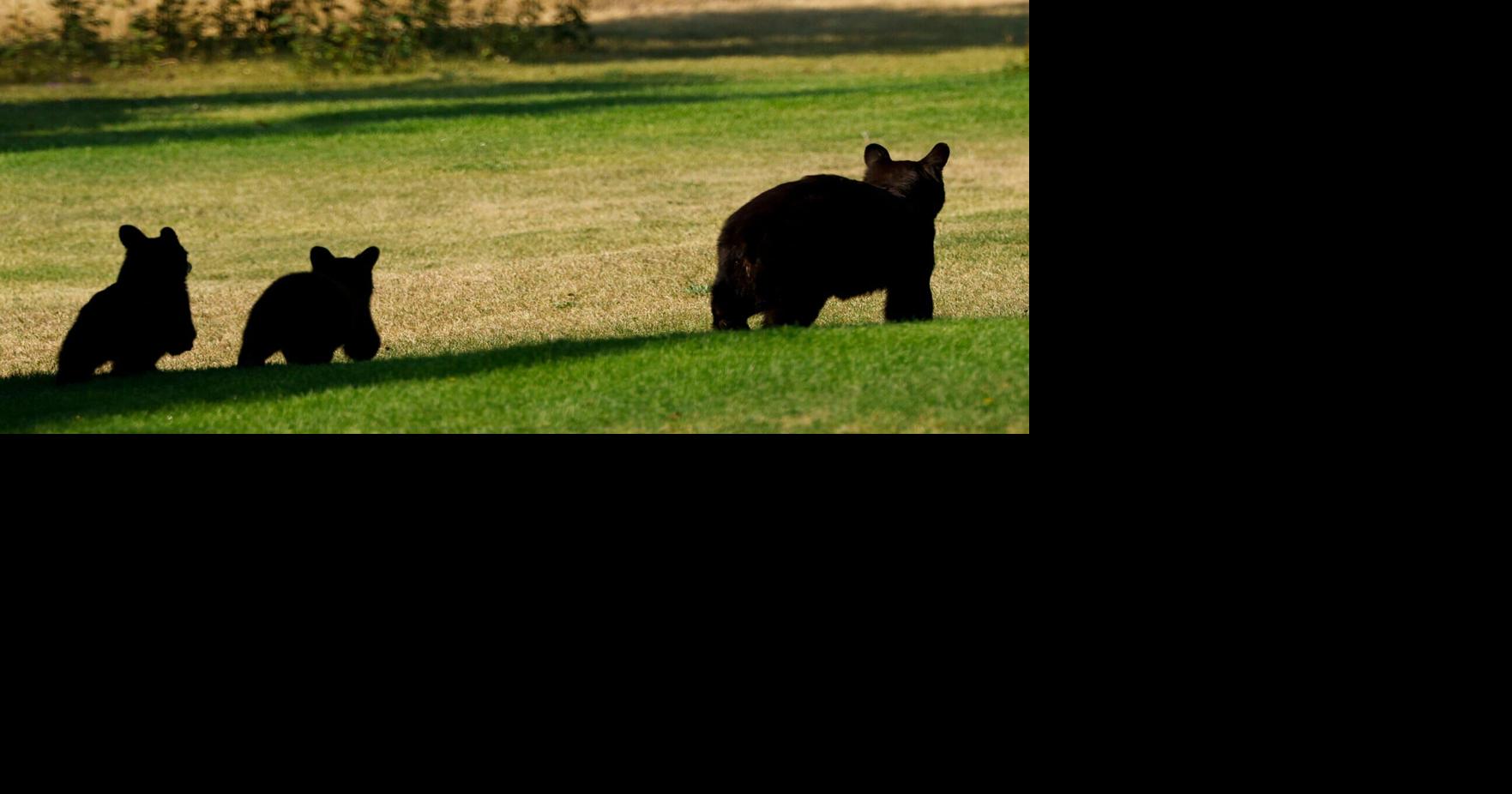 Bear cubs captured in Butte sent to zoo