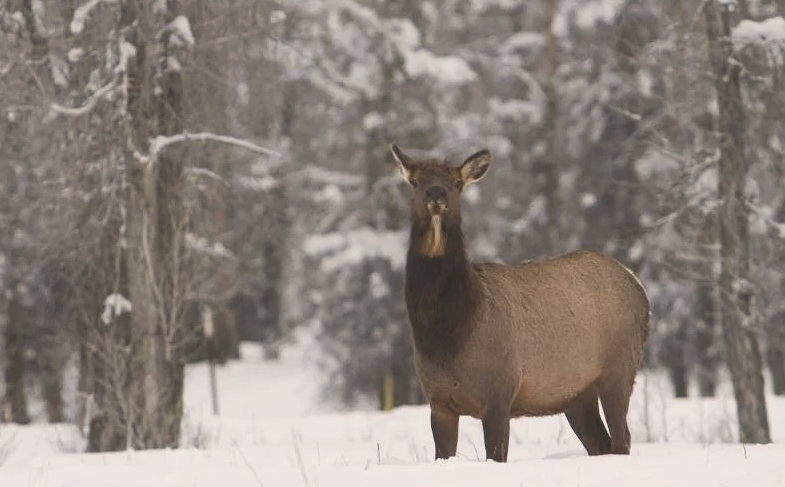 Chronic wasting disease kills cow elk near Pinedale