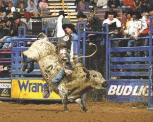 Jim Sharp: Bull rider profile