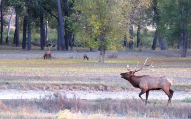 Elk refuge offers visitors a chance to see breeding season show