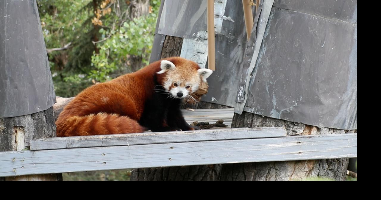 How ZooMontana's animals help with the survival of their species