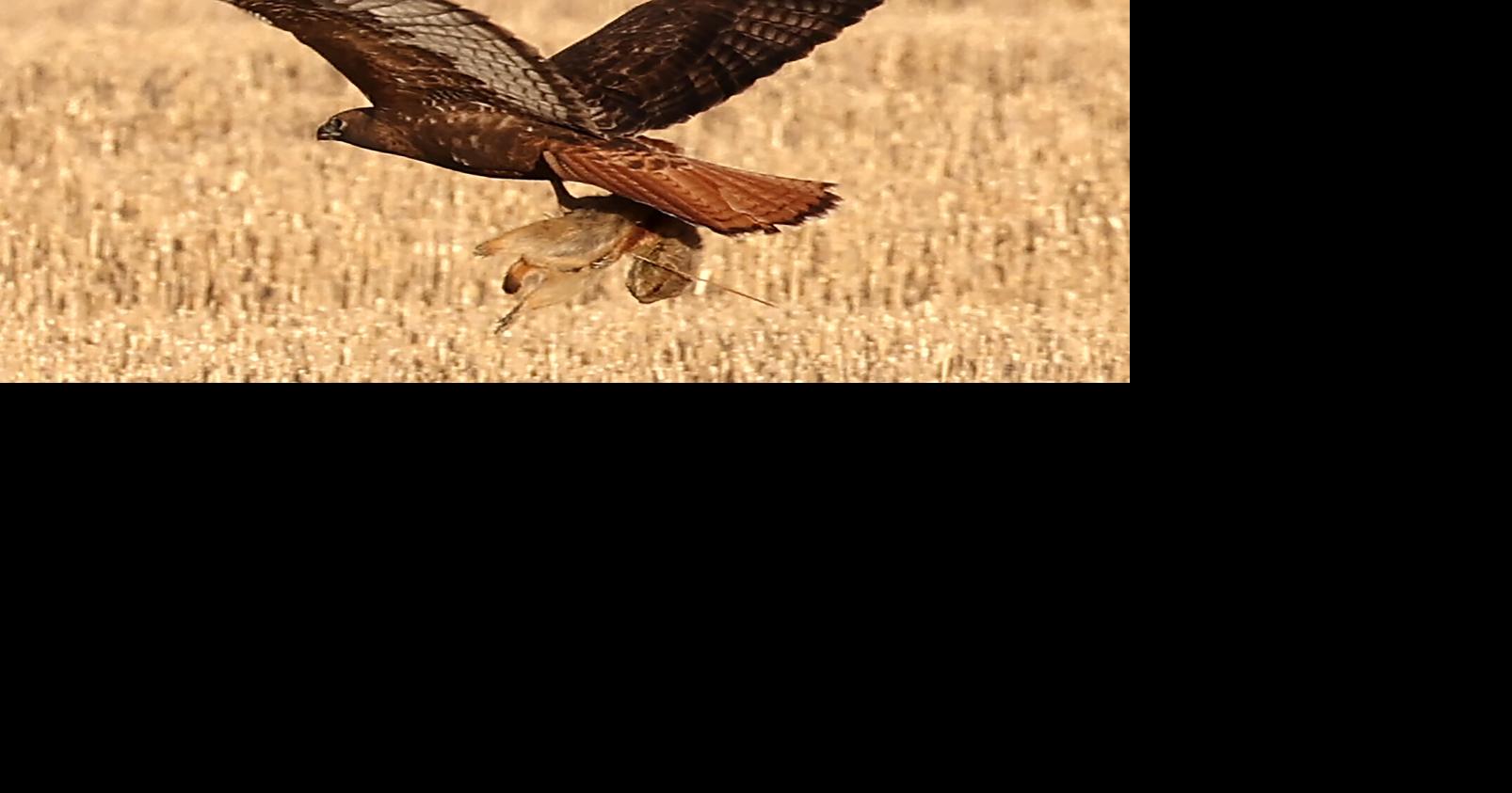 Red-tailed hawk carries a prairie dog west of Billings