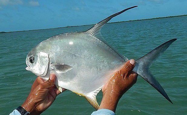 Permit fishing near Belize challenges veteran angler