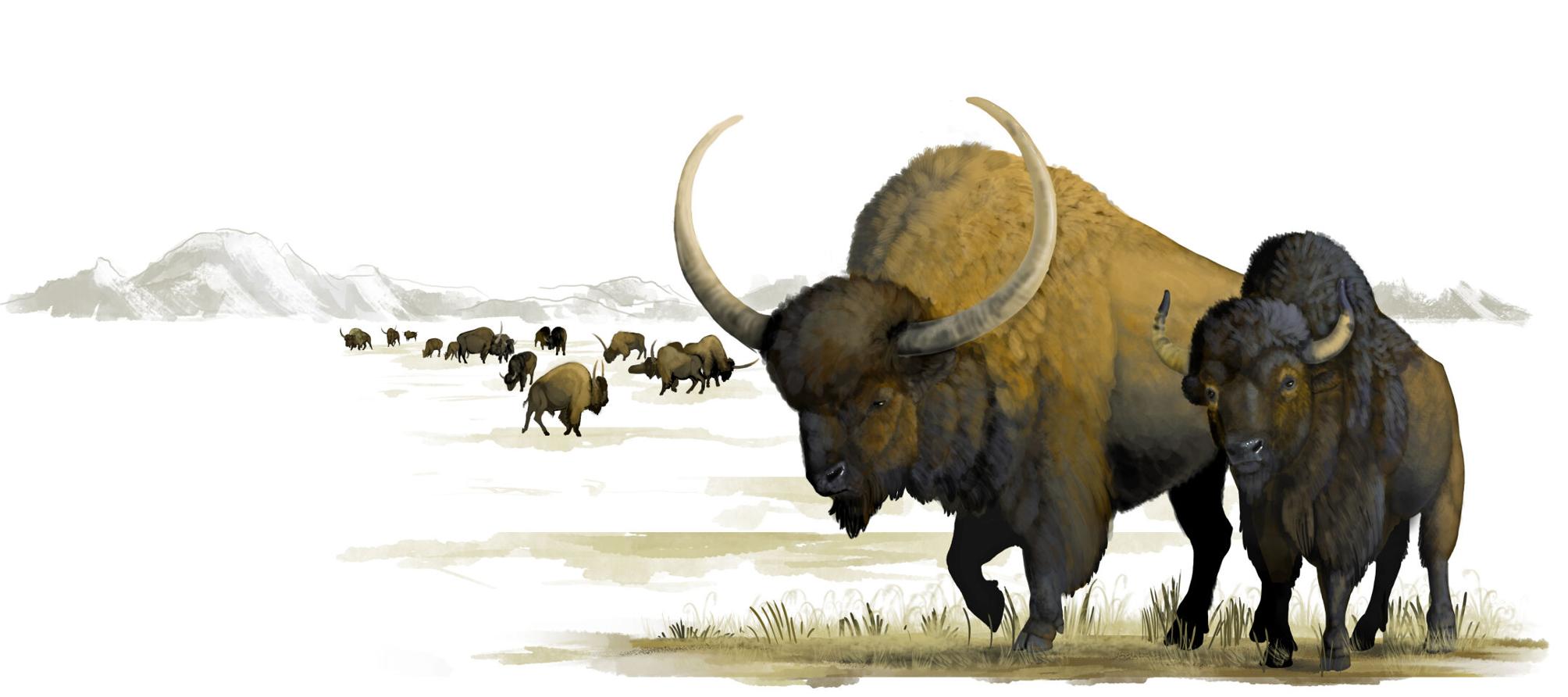 From studying bison across history, anthropologist reveals unique ...