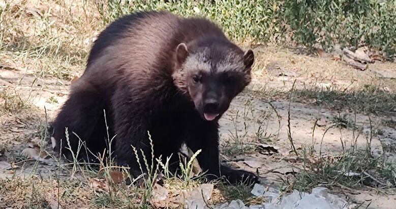 ZooMontana keeper discusses wolverines at Cody museum