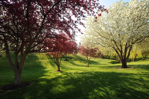 Feature photos: Apple trees bloom in Billings