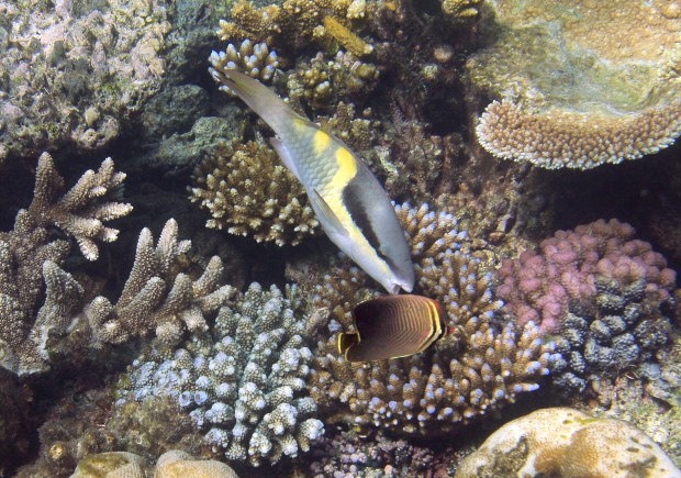 Great Barrier Reef reveals spectacular seascapes, responsibility to ...