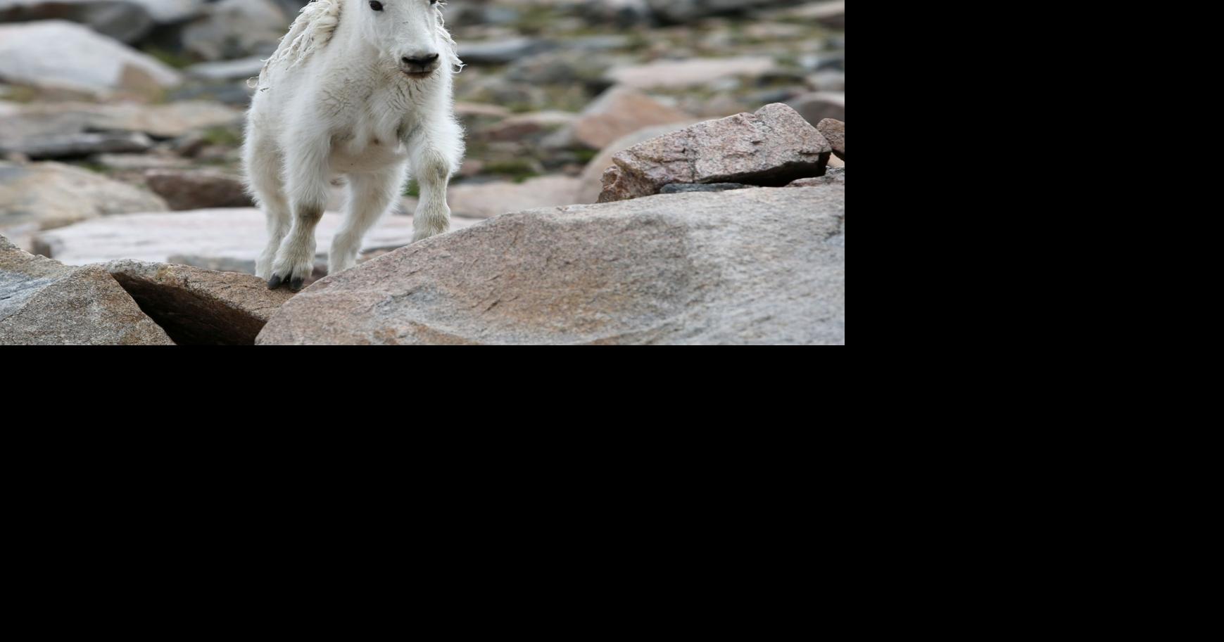 Bully mountain goat billys roaming Beartooth Mountains