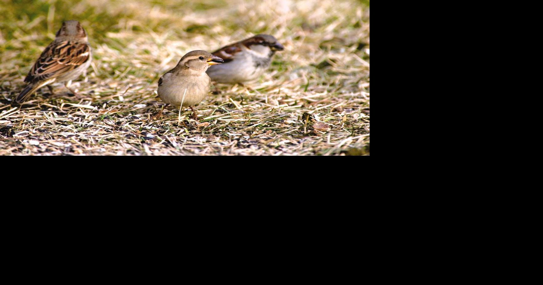Try these tips to limit the number of sparrows at your feeder