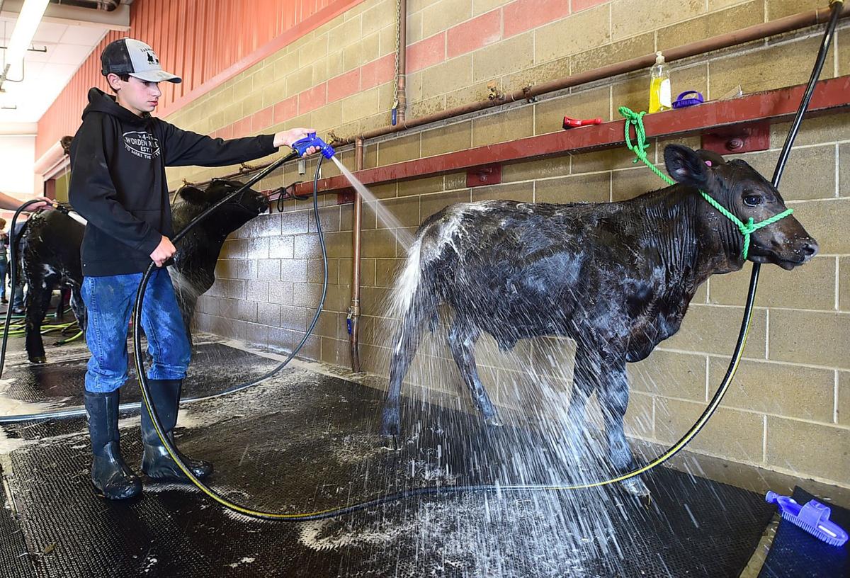 Lots of livestock means lots of manure at MontanaFair. Where does it ...