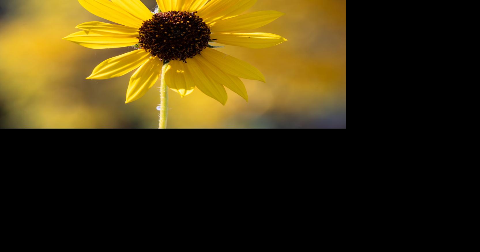 Photo: Autumn colors in Downtown Billings