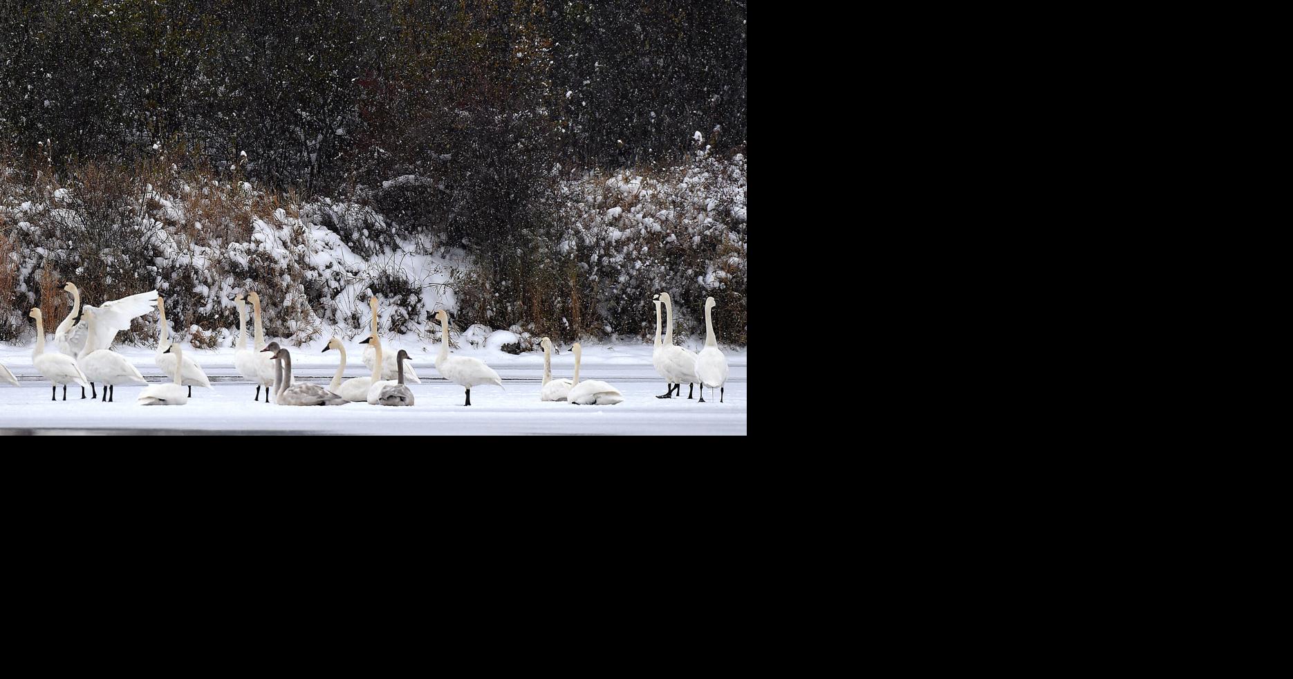 Photo: Tundra swans in Billings