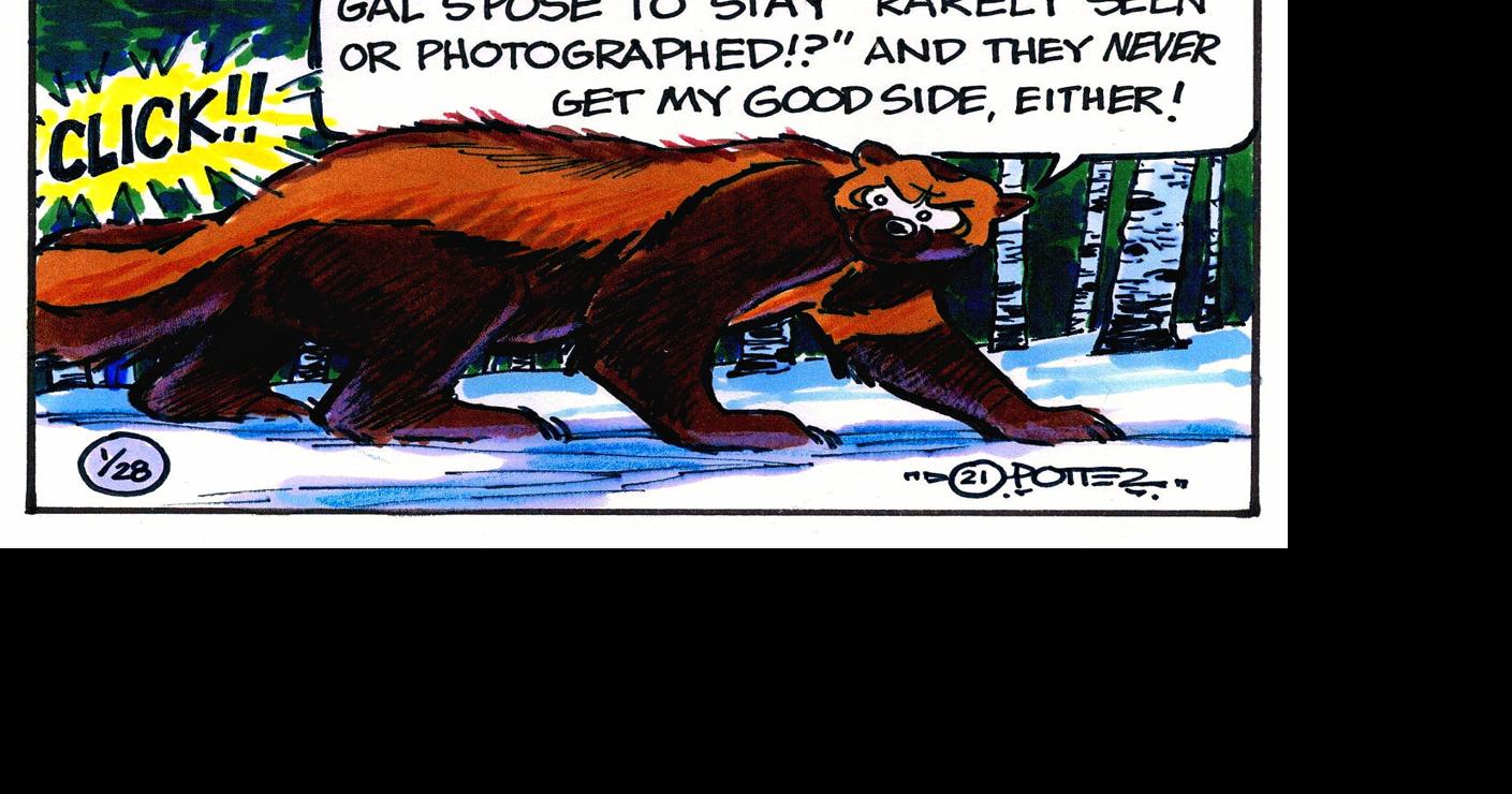 Yellowstone wolverine captured on video excites conservationists