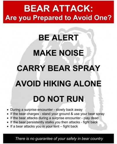 bear attack safety tips
