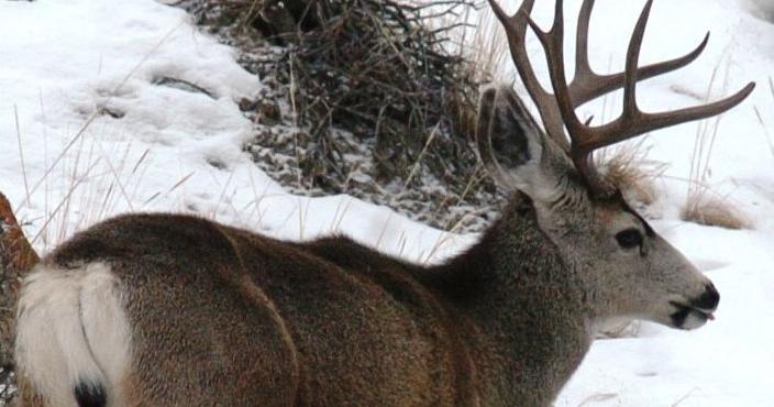 Fewer mule deer B tags in portions of Eastern Montana this hunting season