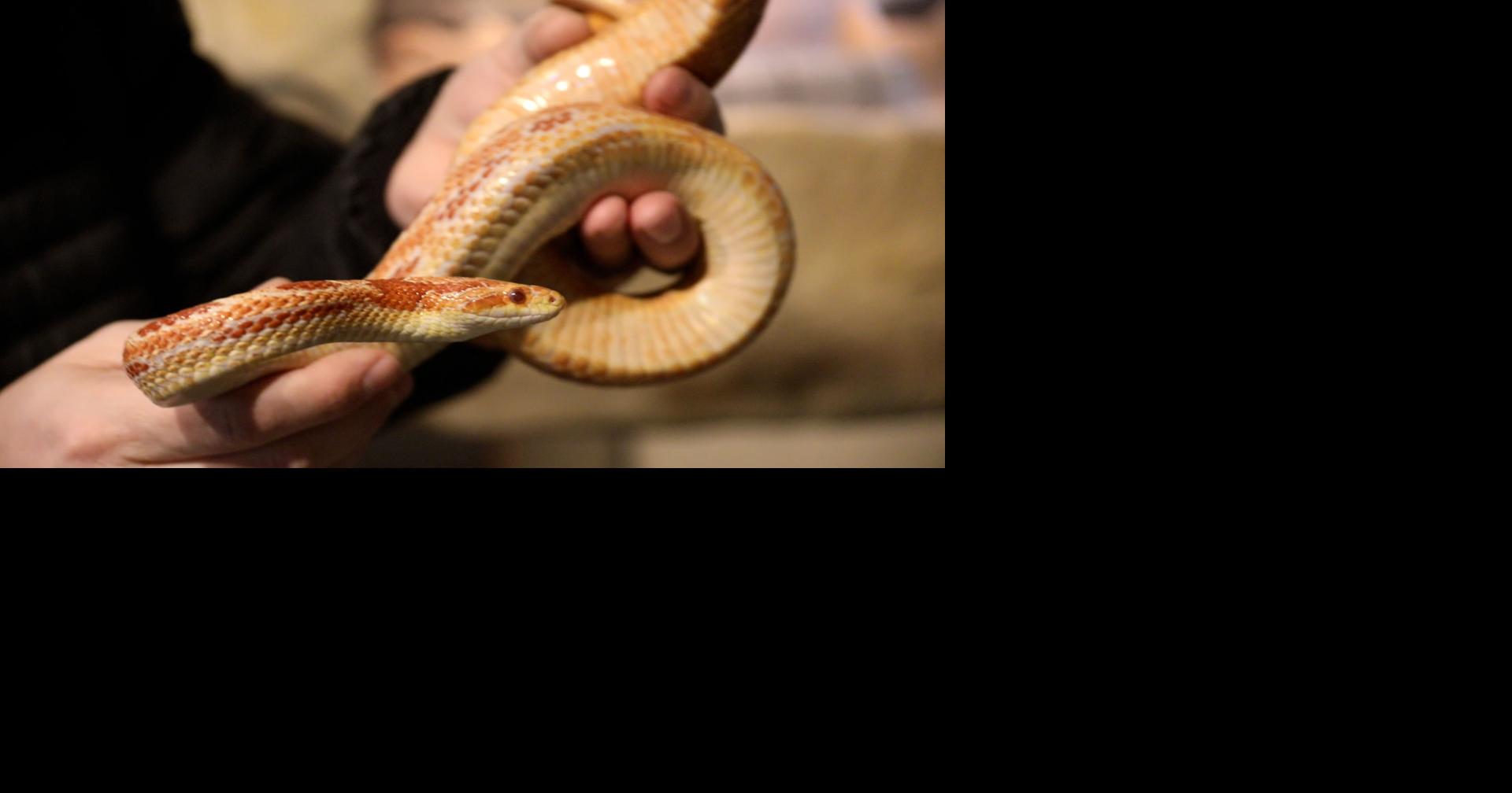 Meet Johnny the one-eyed albino corn snake