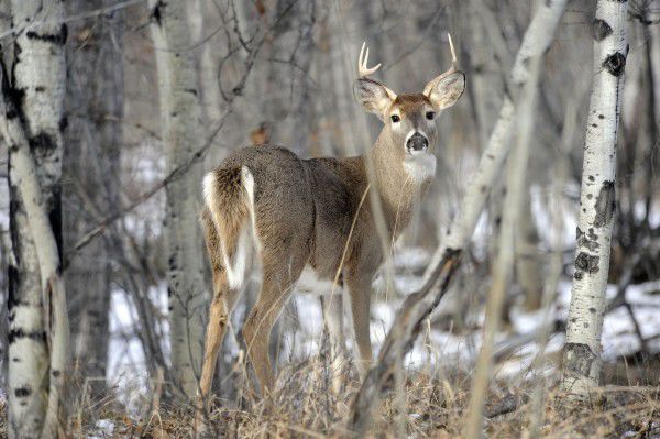 Off-trail: Whitetails expand their range from river bottoms to badlands ...